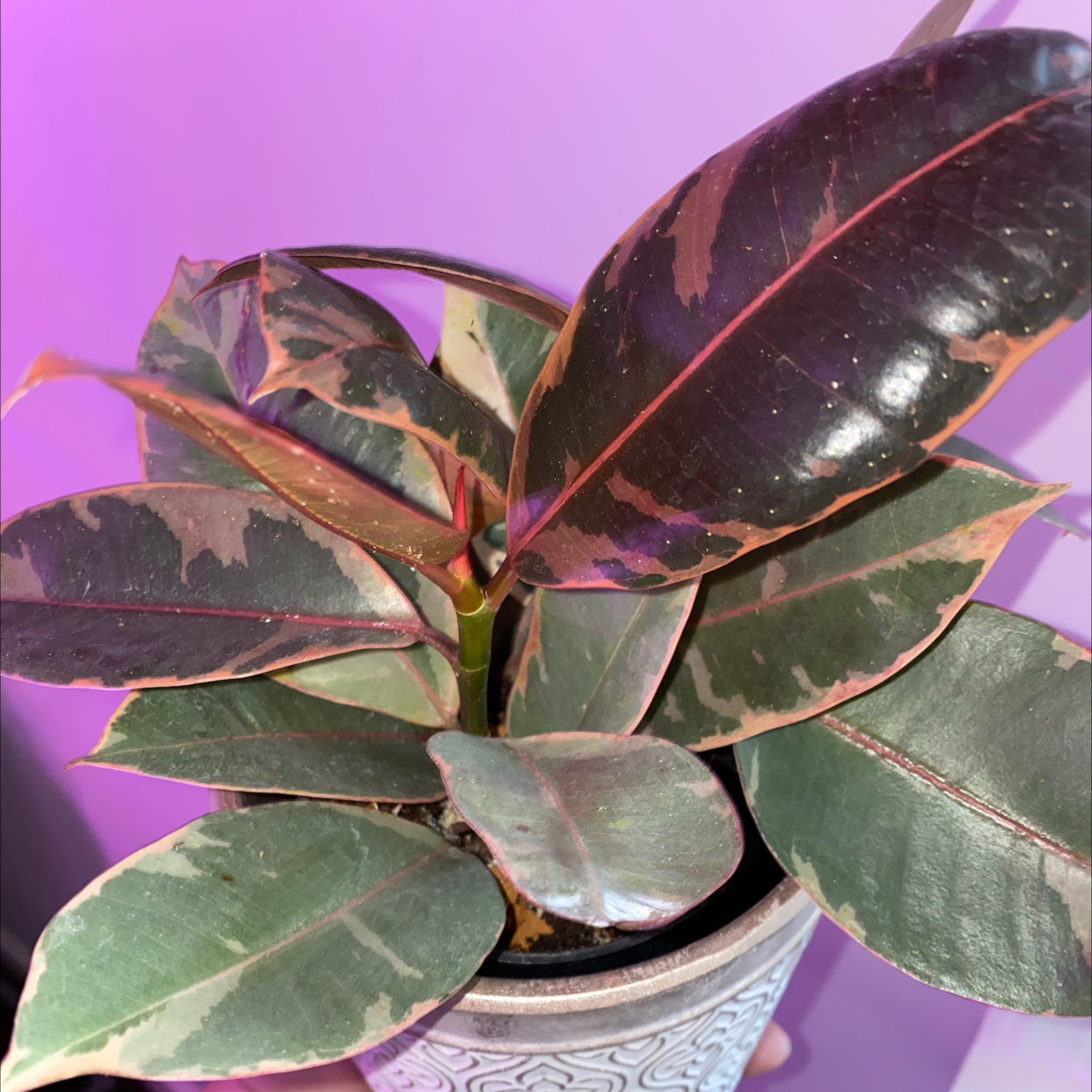 Symbolism And Benefits Of The Ficus 'ruby'