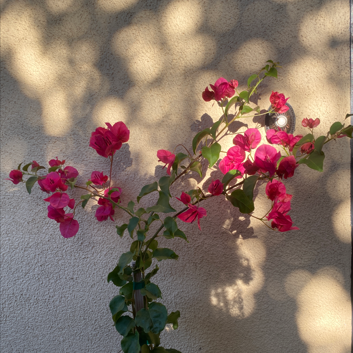 Propagating Your Bougainvillea: Step-by-Step Guide