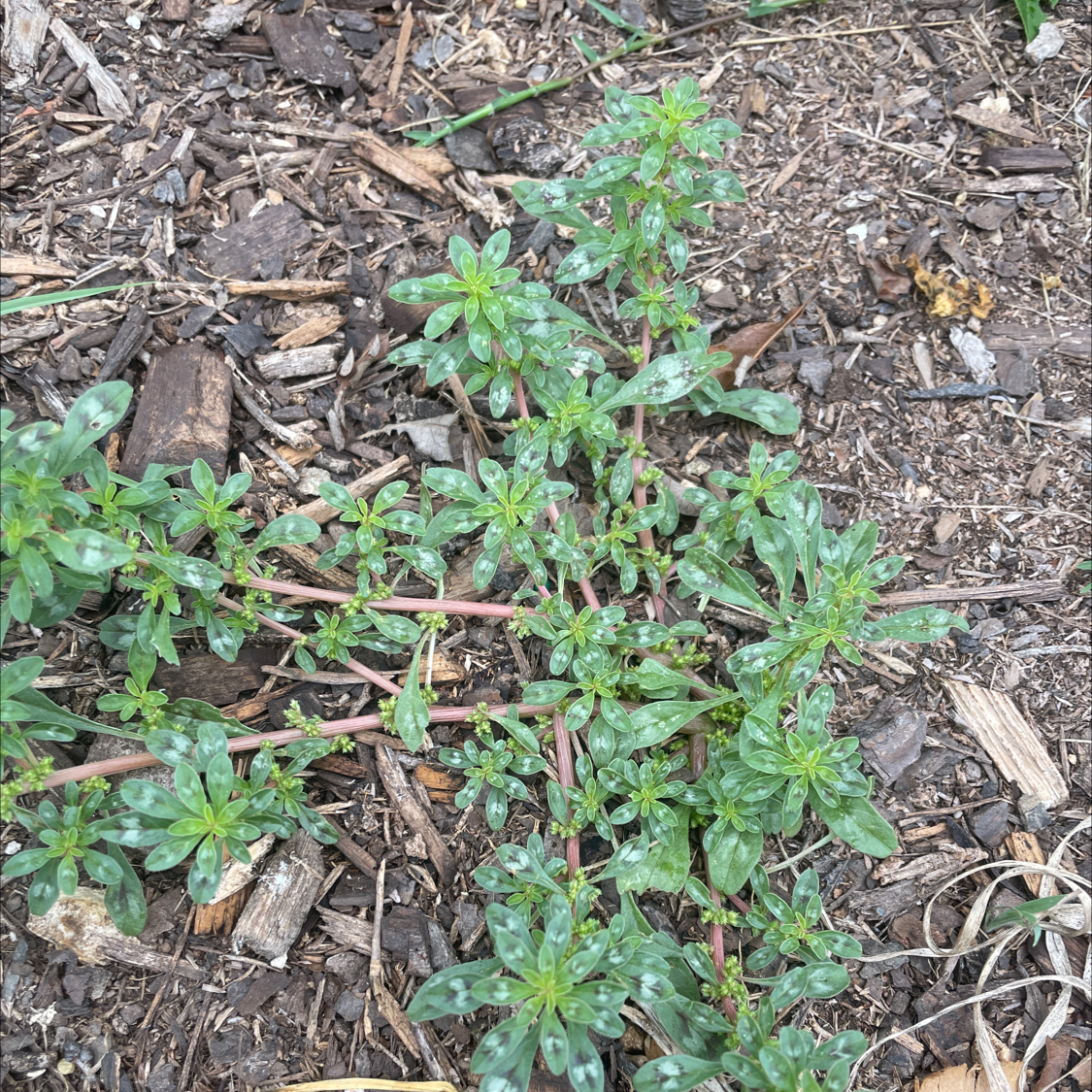 Mat Amaranth Plant Care: Water, Light, Nutrients | Greg App 🌱