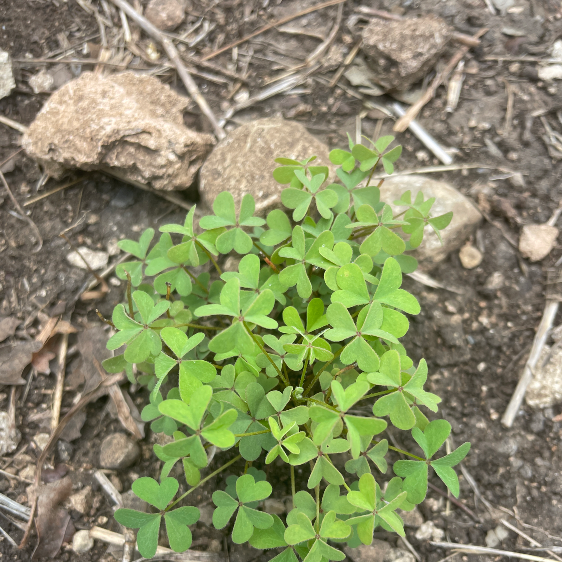 🍋 When and Where Should I Trim My Lemon Clover?