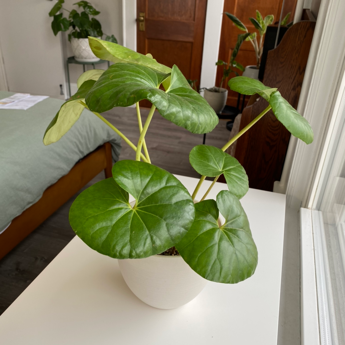 10 Benefits of Having a Leopard Plant