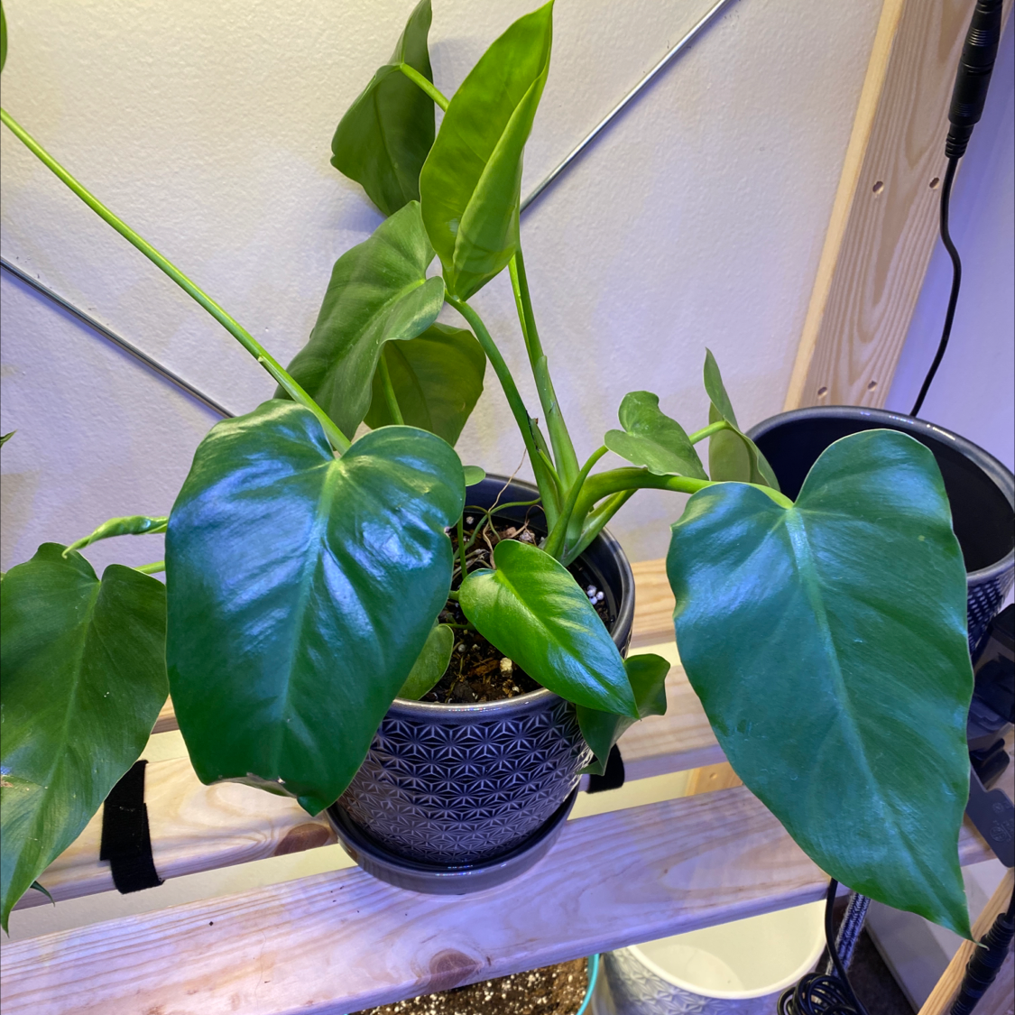 🐘 Best Soil for Elephant Ear Philodendron