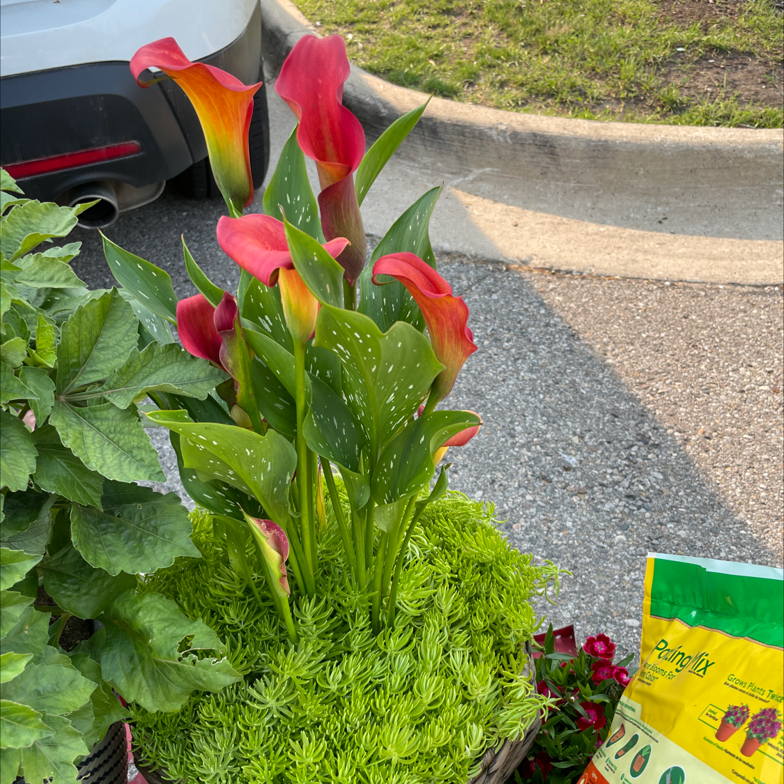 Symbolism and Benefits of the Spotted Calla Lily