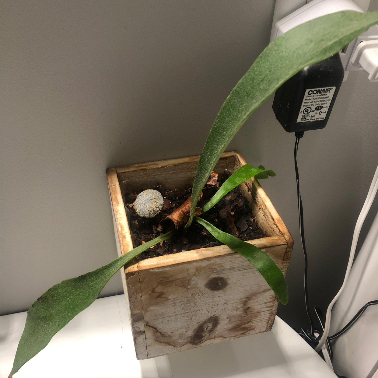 Propagating Staghorn Fern: The Ultimate Guide