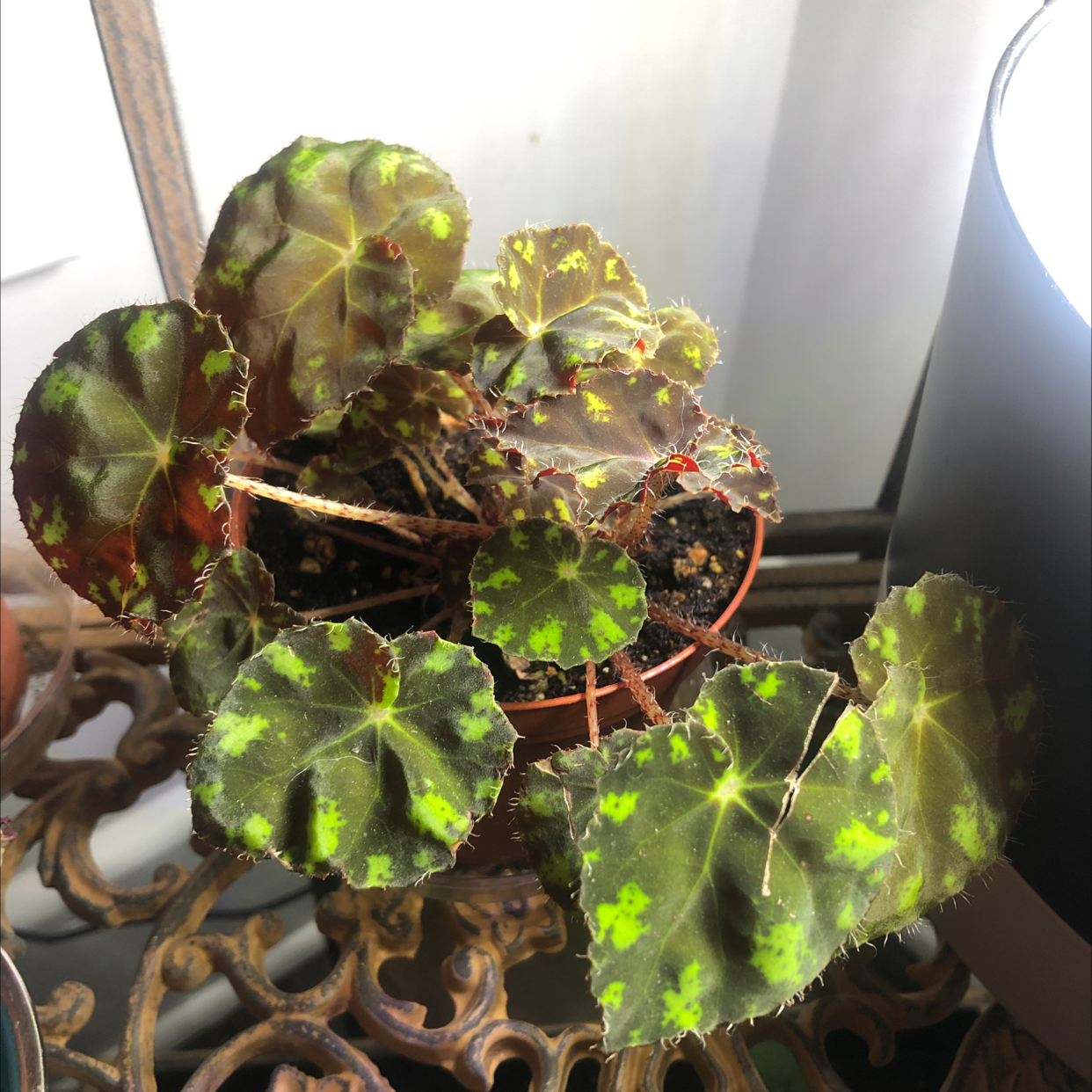 How To Prune Clubed Begonia