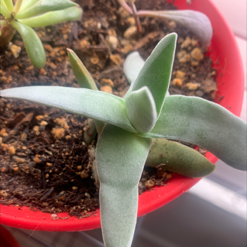 ️ What Do Propeller Plant Flowers Mean?