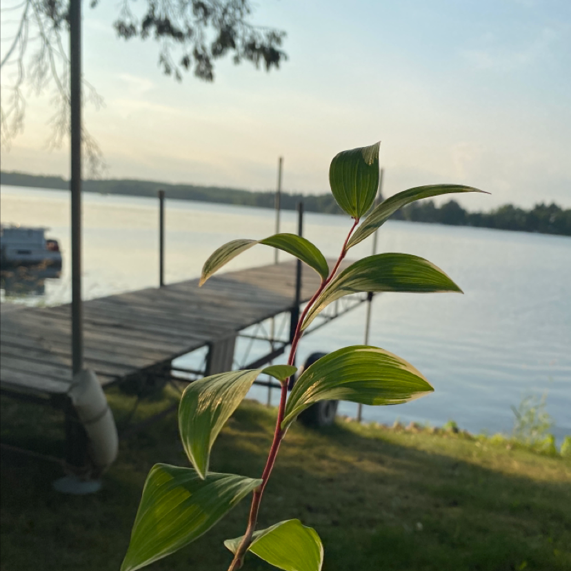 Black Spots on My Angular Solomon's Seal Leaves