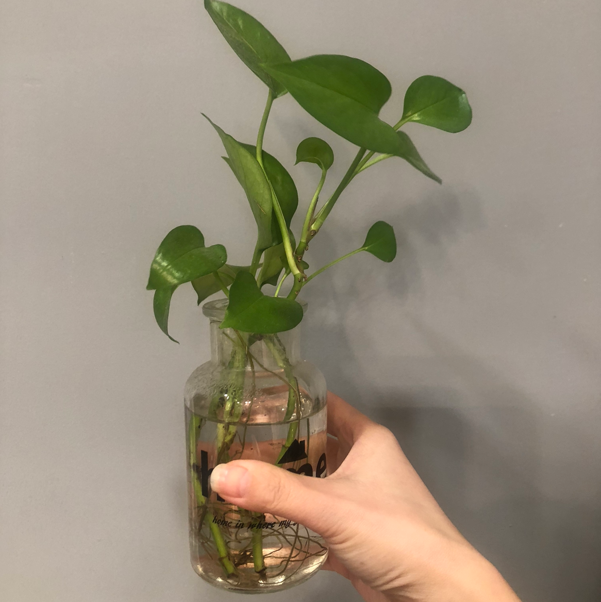 How To Prune Jade Pothos