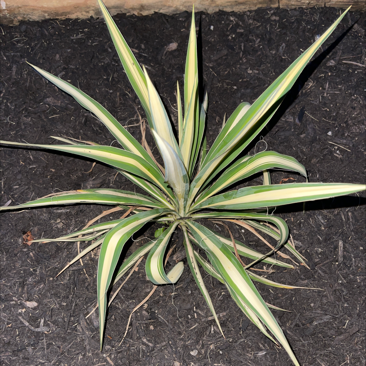 Adam's Needle - Ultimate Guide to Fertilizing