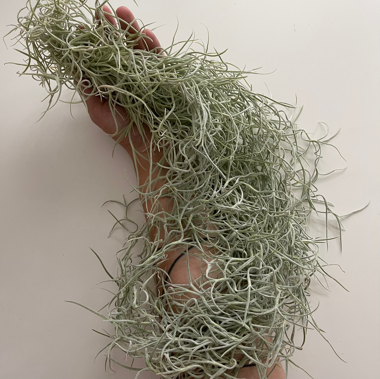 10 Advantages of Having a Spanish Moss