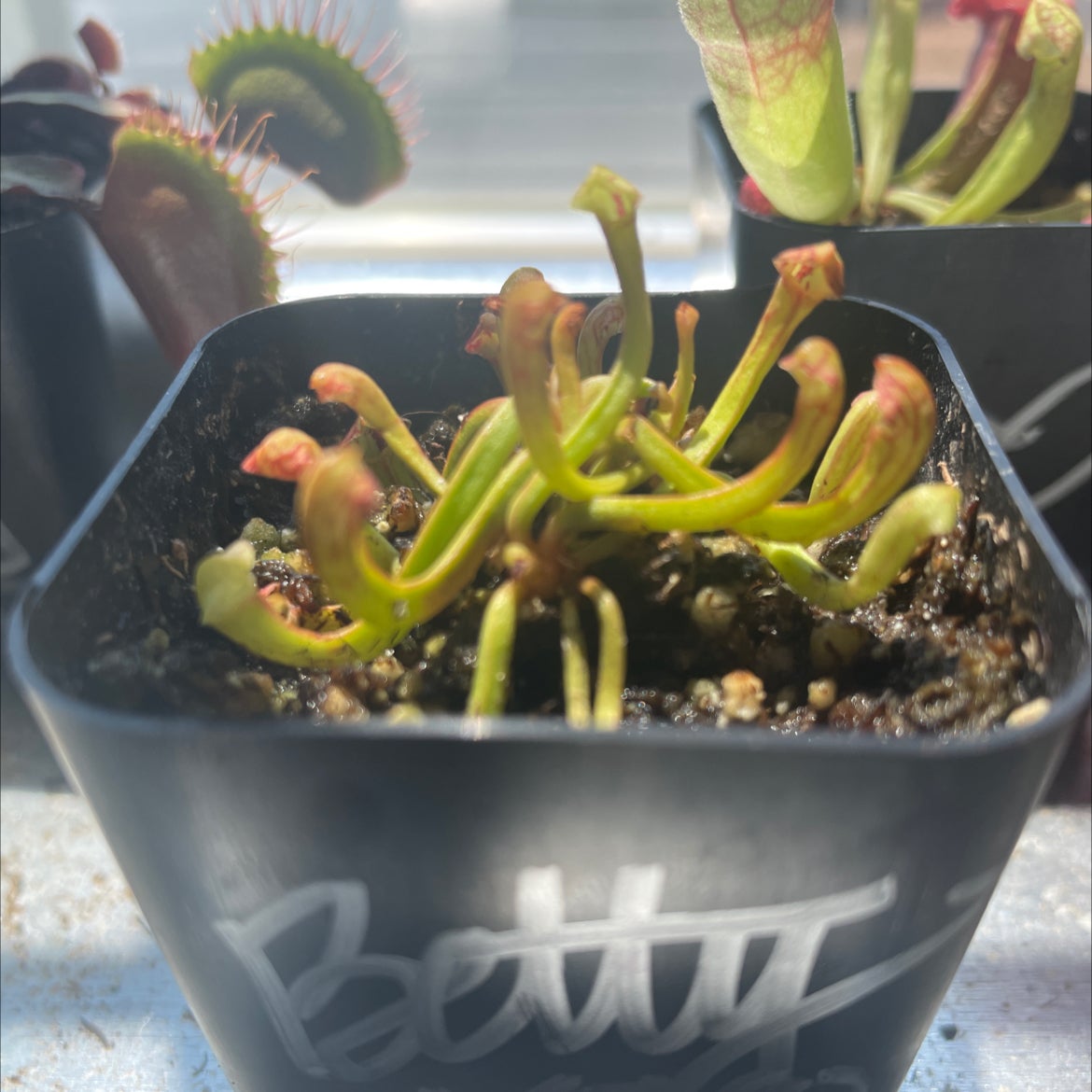 Pitcher's Thistle Care 101: Water, Light & Growing Tips