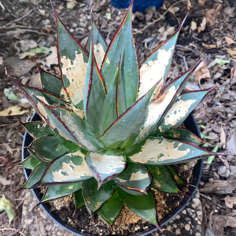 Why Are There Brown Spots on My Lion's Tail Agave Leaves?