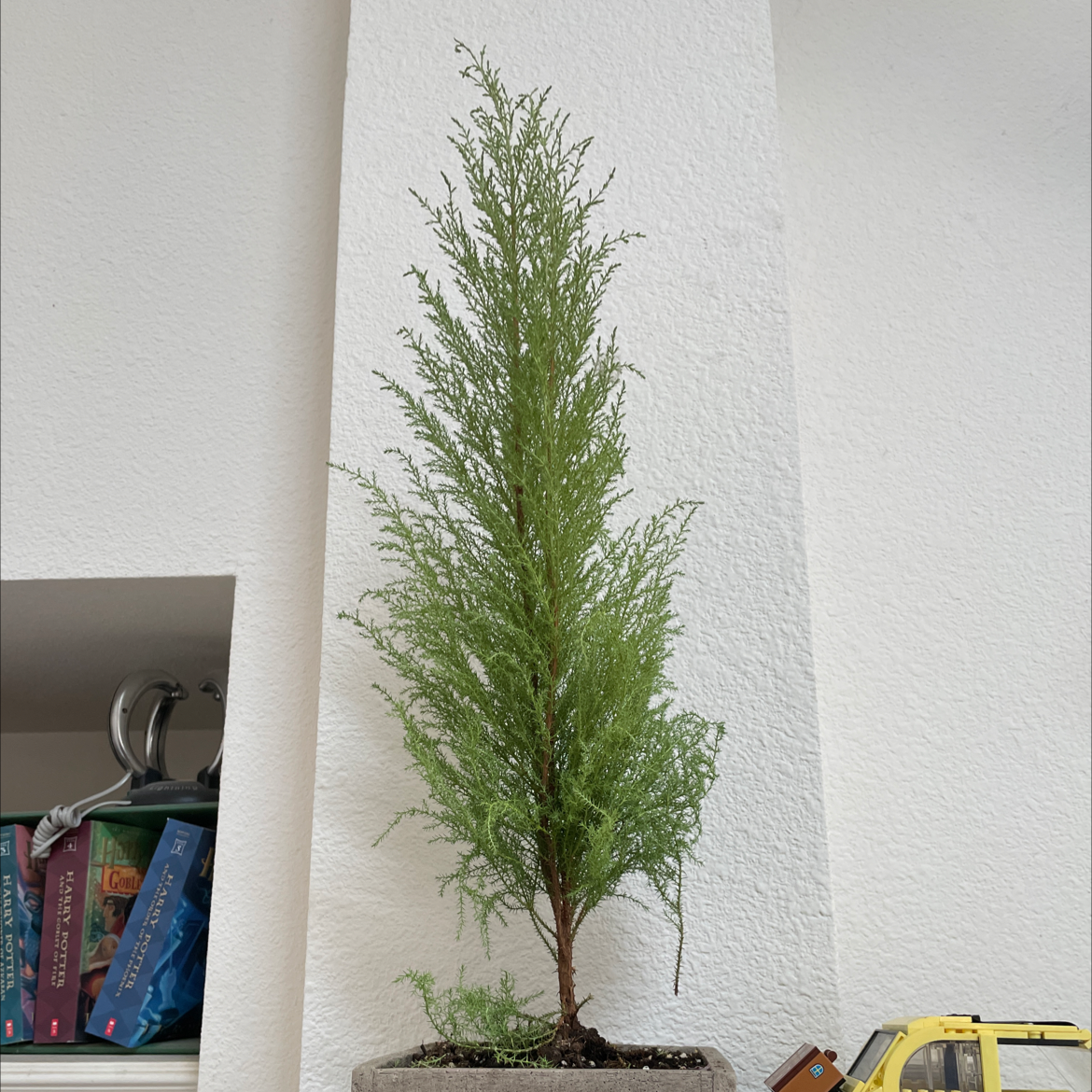 10 Advantages of Having a Dog Fennel