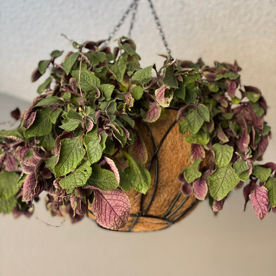 Propagating Swedish Ivy: The Ultimate Guide