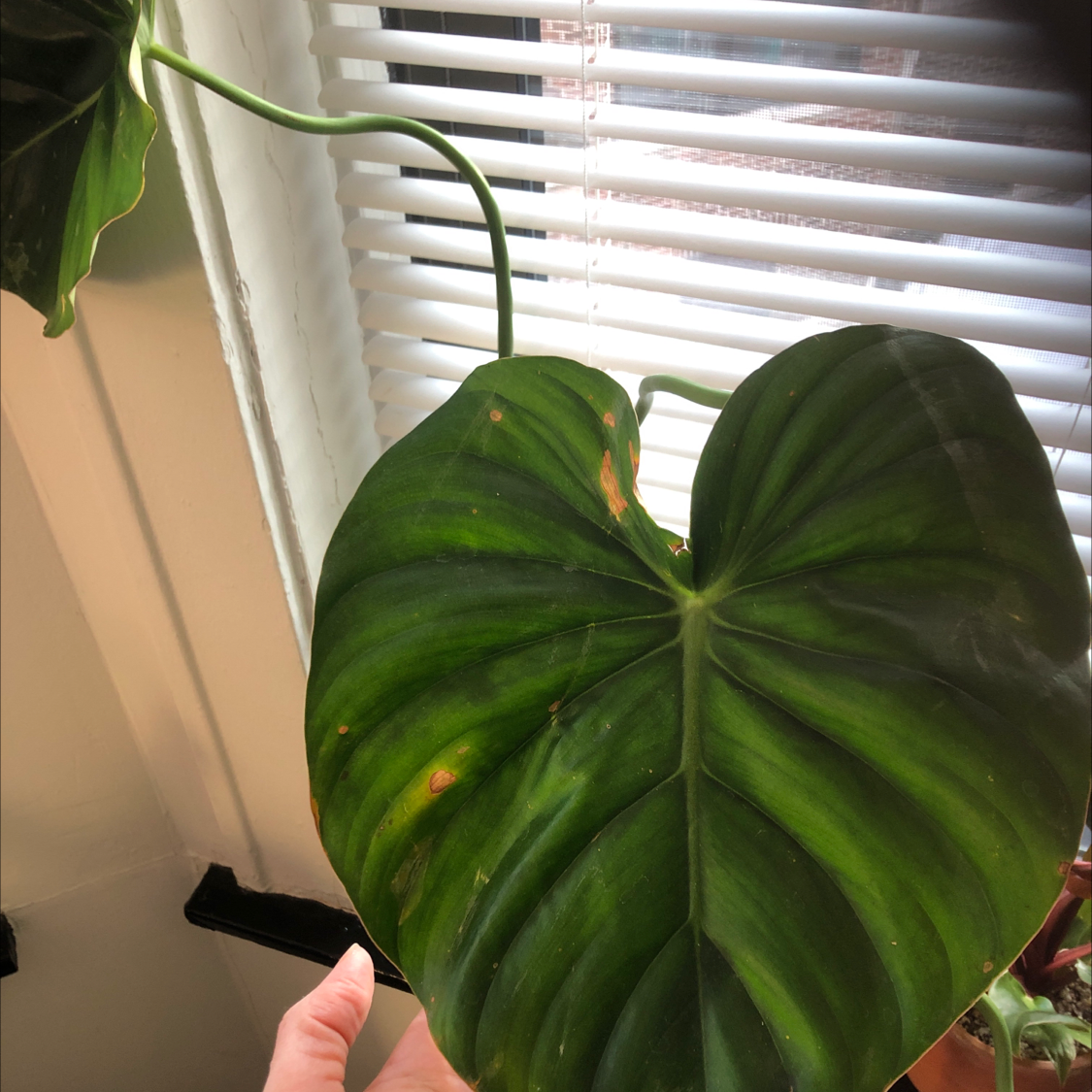 How Do I Fix philodendron pastazanum root rot?