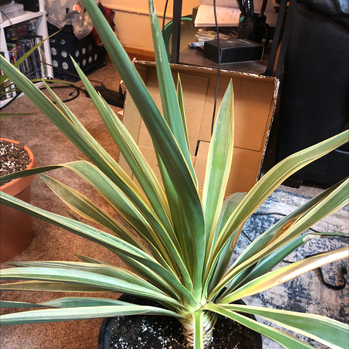 Black Spots on My Spanish Dagger Leaves