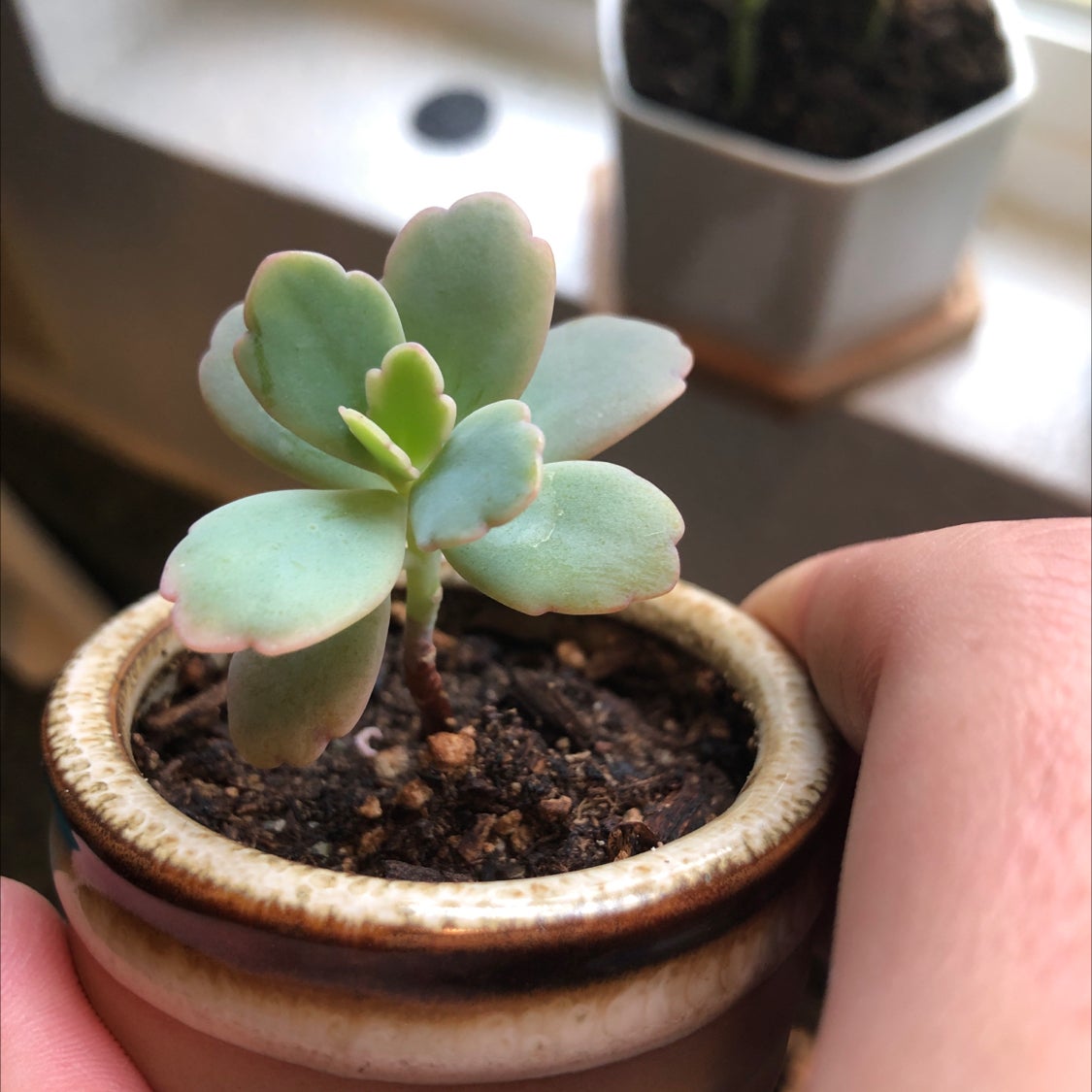 10 Benefits Of Having A Lavender Scallops