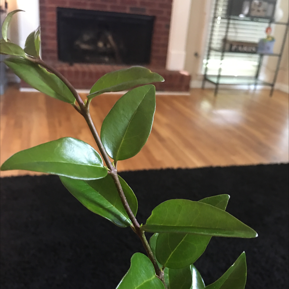 Symbolism and Benefits of the Common Myrtle