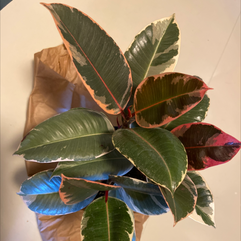 Your Variegated Rubber Tree's Sunlight Needs