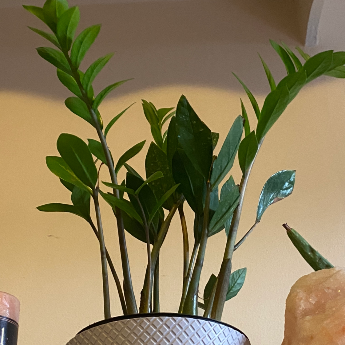 Poe | A plant by @_Moon_ on Greg