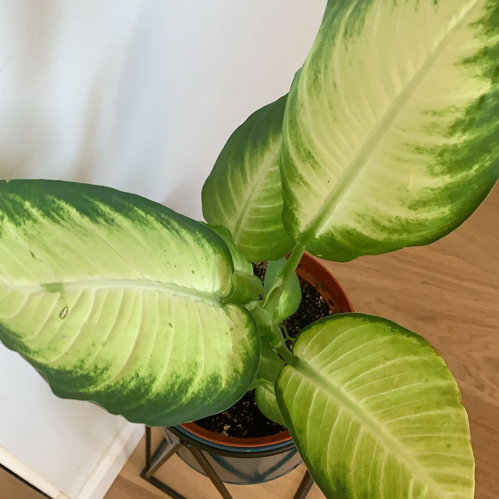 Year-Round Light Requirements For My Dieffenbachia 'Camille'