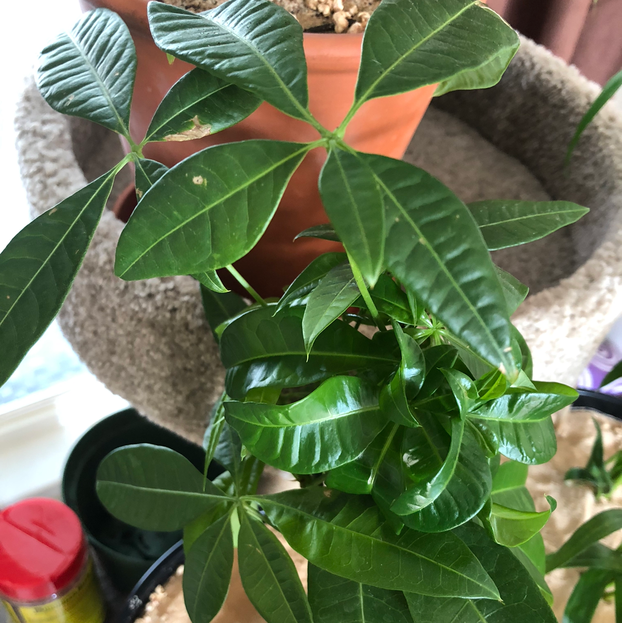 💰 10 Benefits Of Having A Money Tree