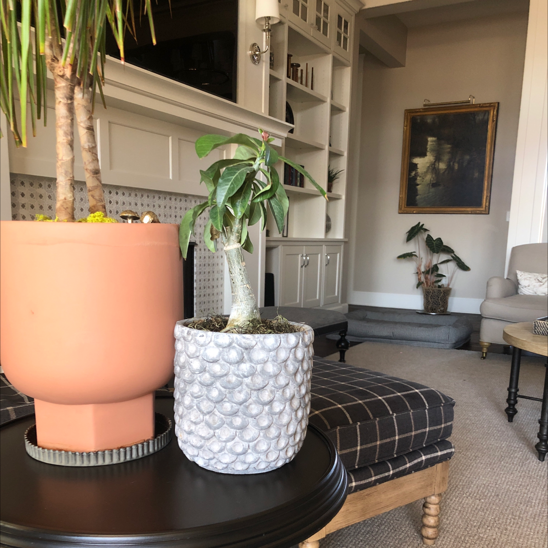 Propagating Your Desert Rose Plant: Step-by-step Guide