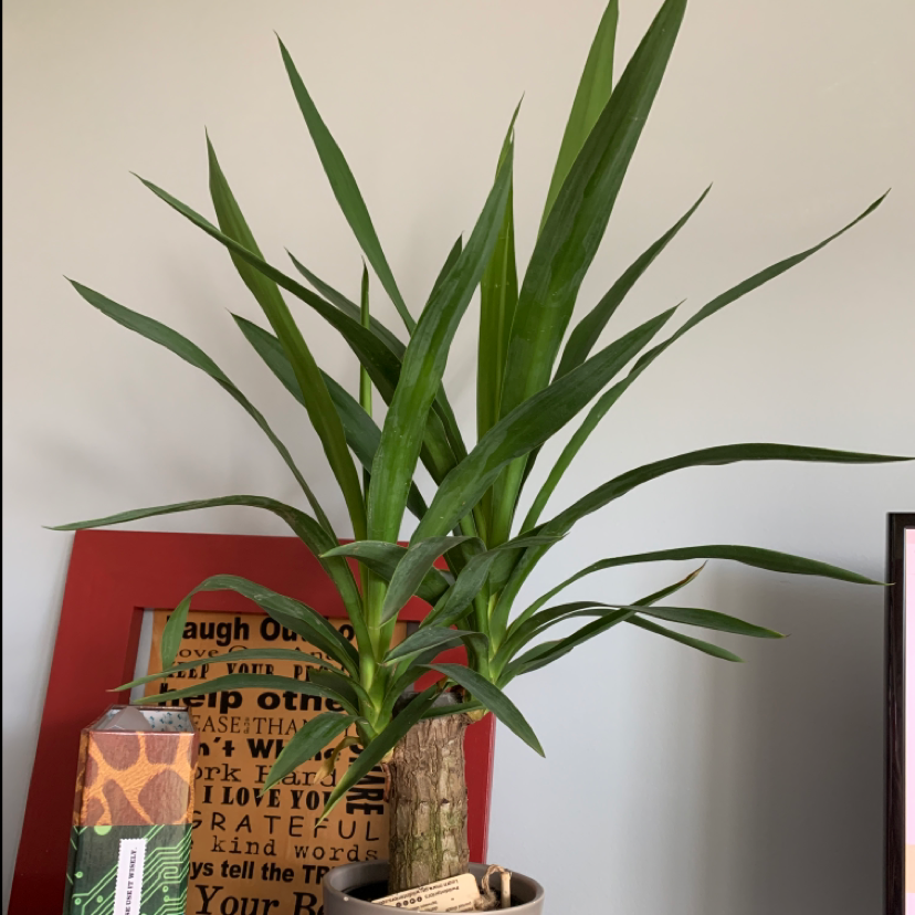 How Do I Fix blue-stem yucca root rot?