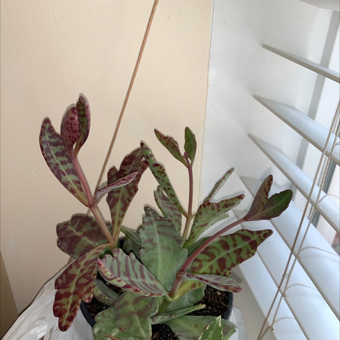 What Do Donkey Ears Flowers Mean? 🐴