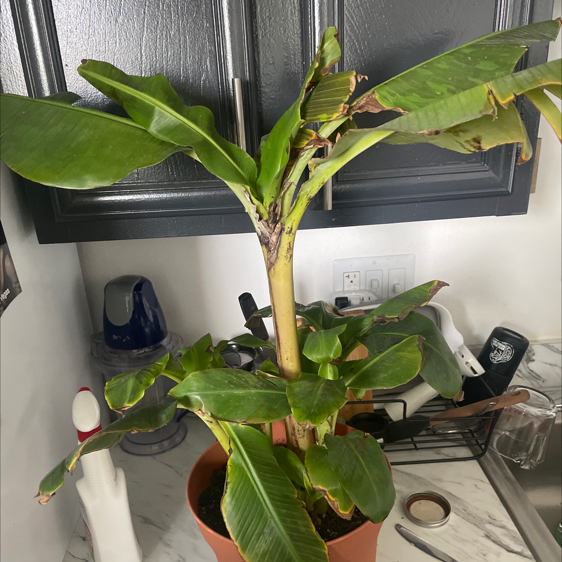 🍌 What Do I Do About Banana Root Rot?