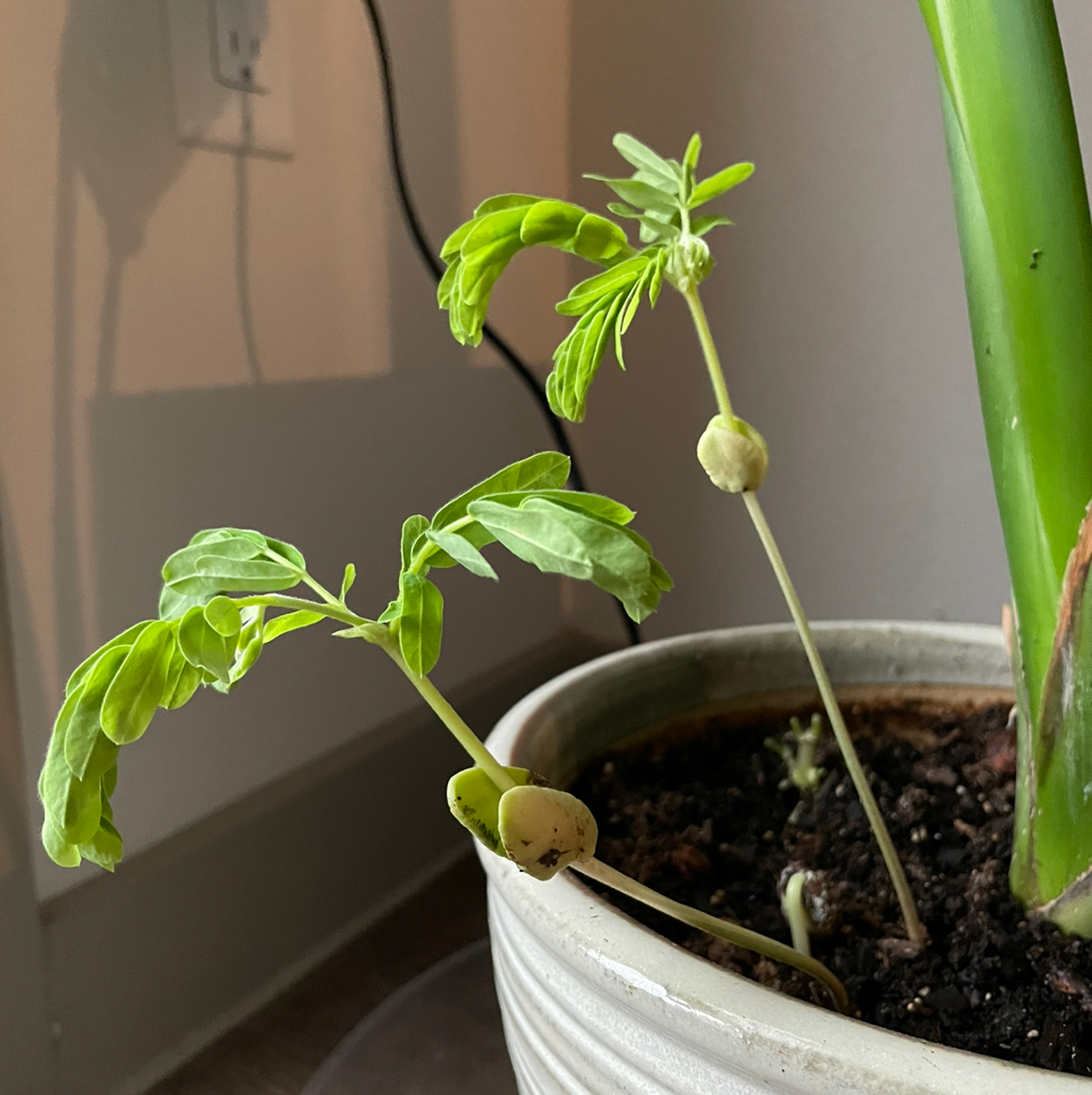 Why Are There Black Spots on My Tamarind Leaves?