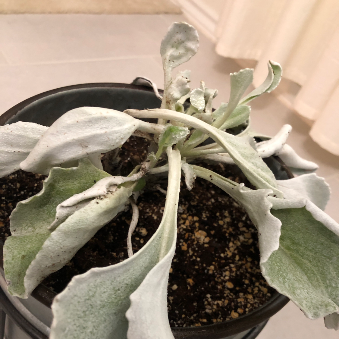 🐑 Why Are My Lamb's Ear Leaves Curling?