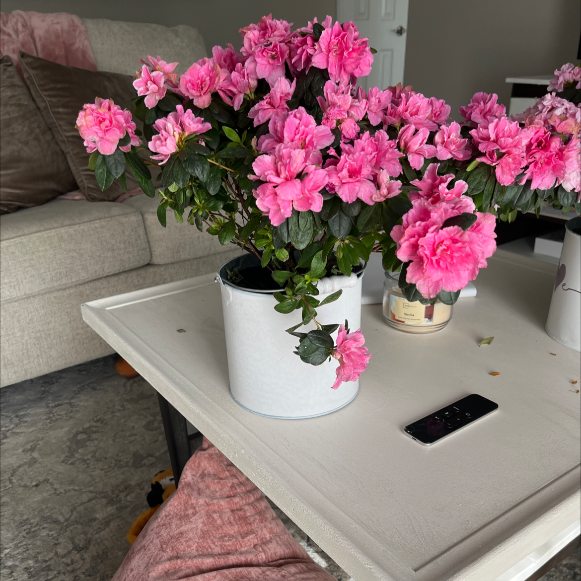🌡 What Is A Good Temperature Range For My Rhododendron?
