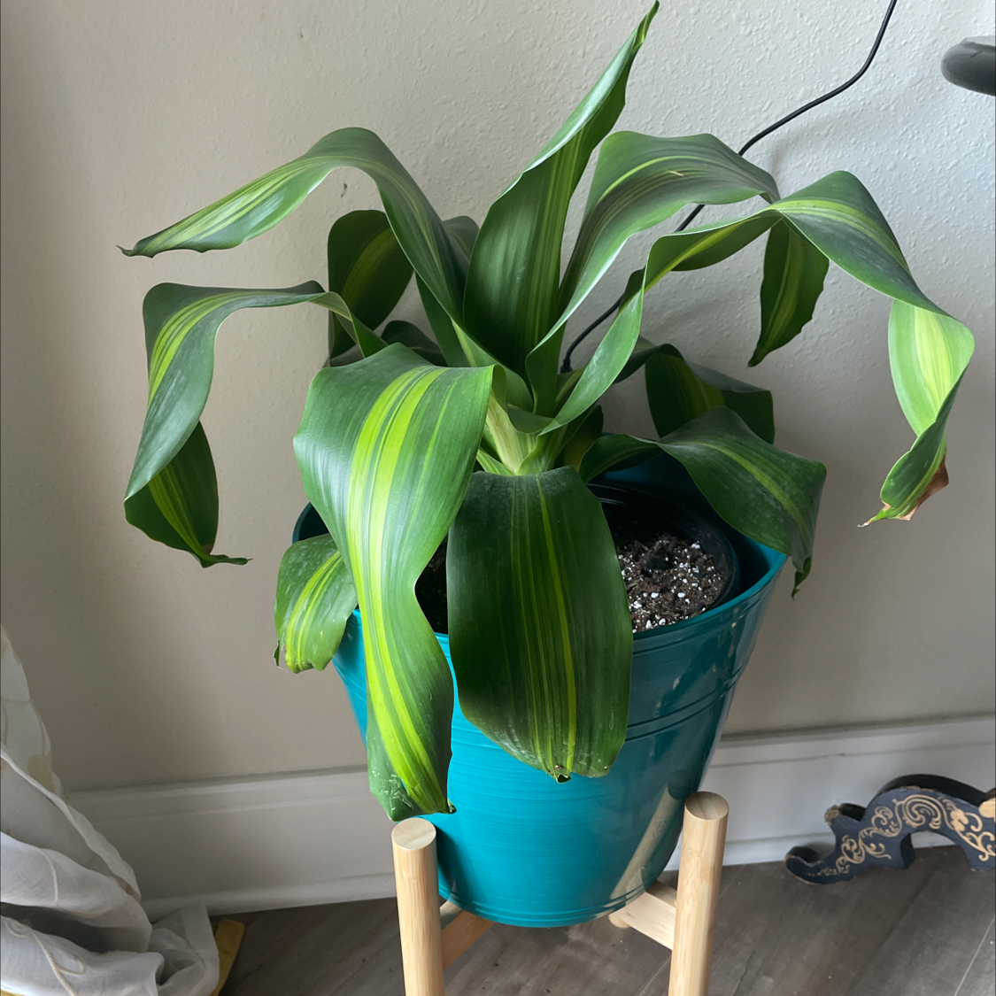 What Does It Mean When Cornstalk Dracaena Blooms?