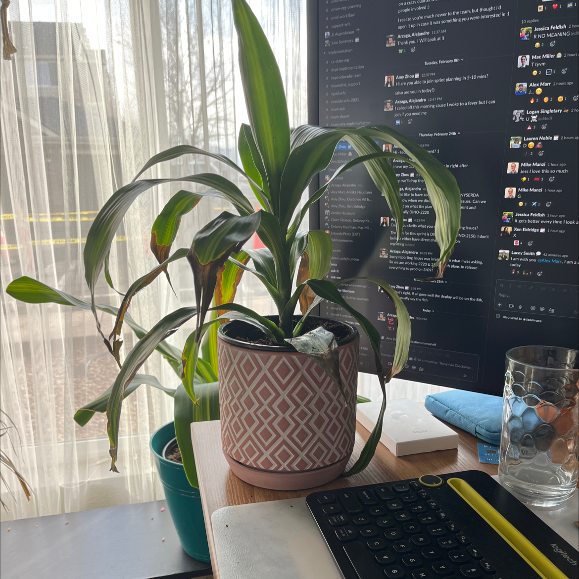 What Does It Mean When Cornstalk Dracaena Blooms?