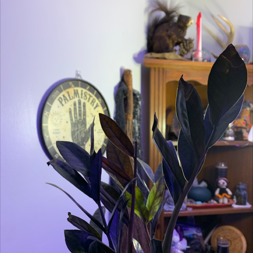 Why Are My Raven Zz Plant Leaves Curling?