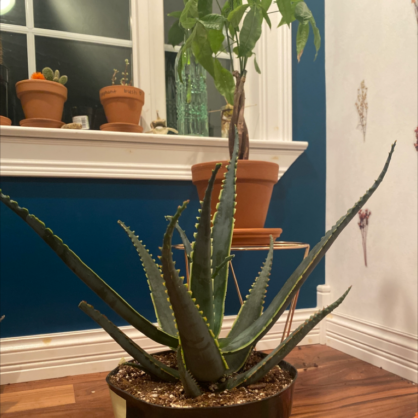 Personalized Aloe 'Swordfish' Care: Water, Light, Nutrients | Greg App