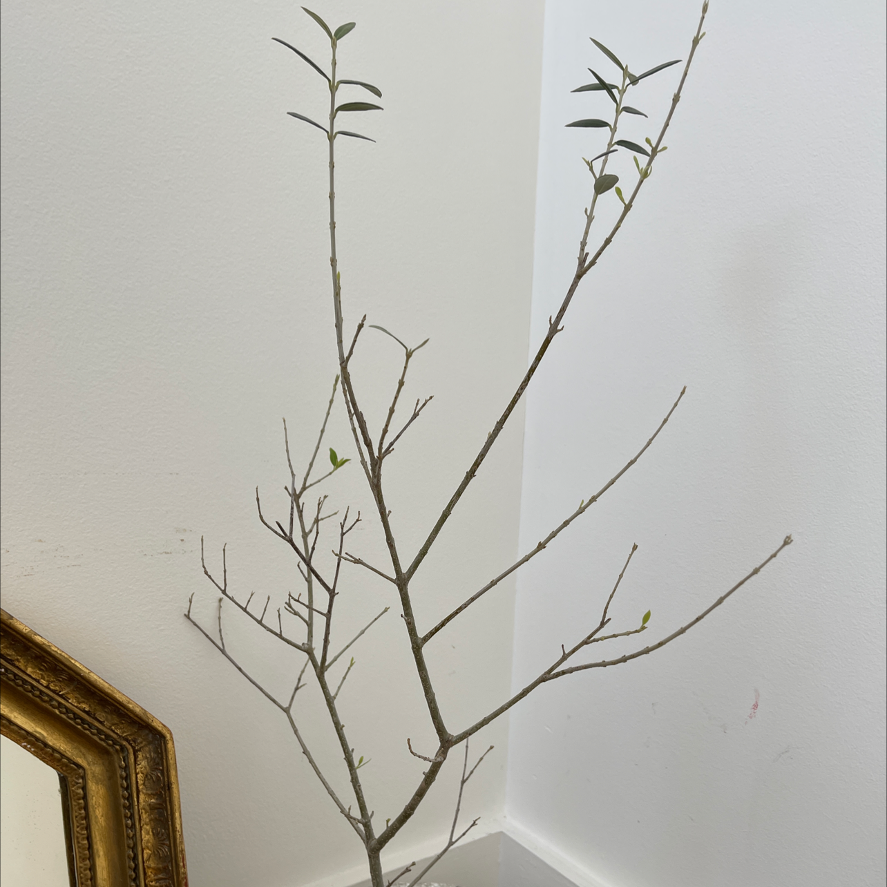 How Can You Tell If An Olive Tree Is Dying?