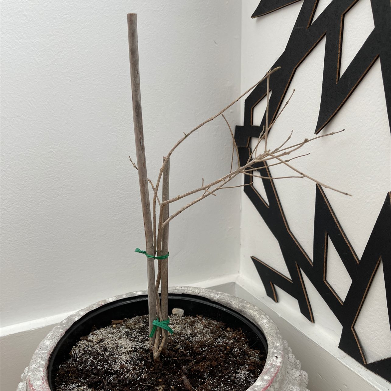 How Can You Tell If An Olive Tree Is Dying?