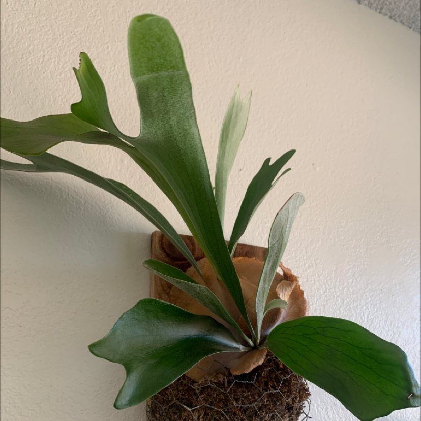 🌞 Is My Elkhorn Fern Getting Too Much Direct Sunlight?