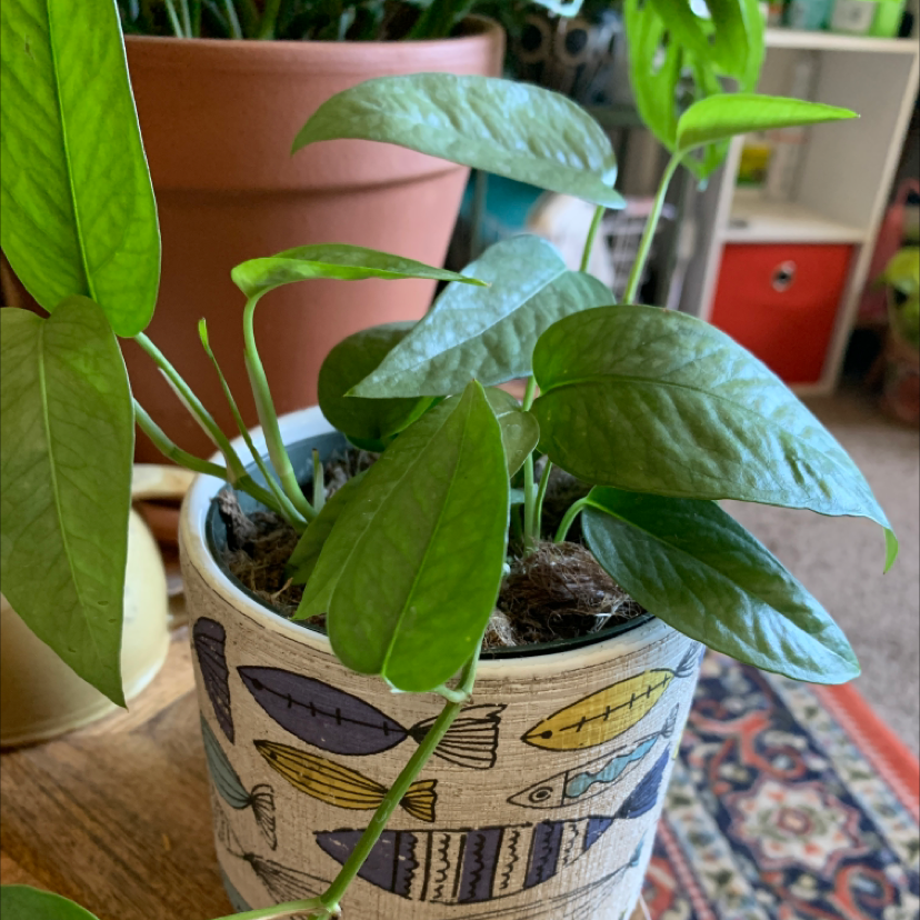 Cebu Blue Pothos - Fertilizing 101