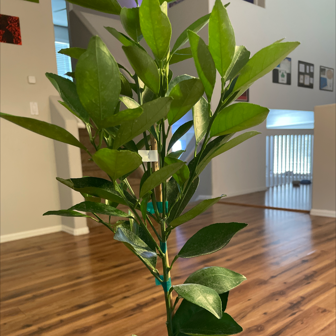 🍊 Propagating Orange Tree: The Ultimate Guide