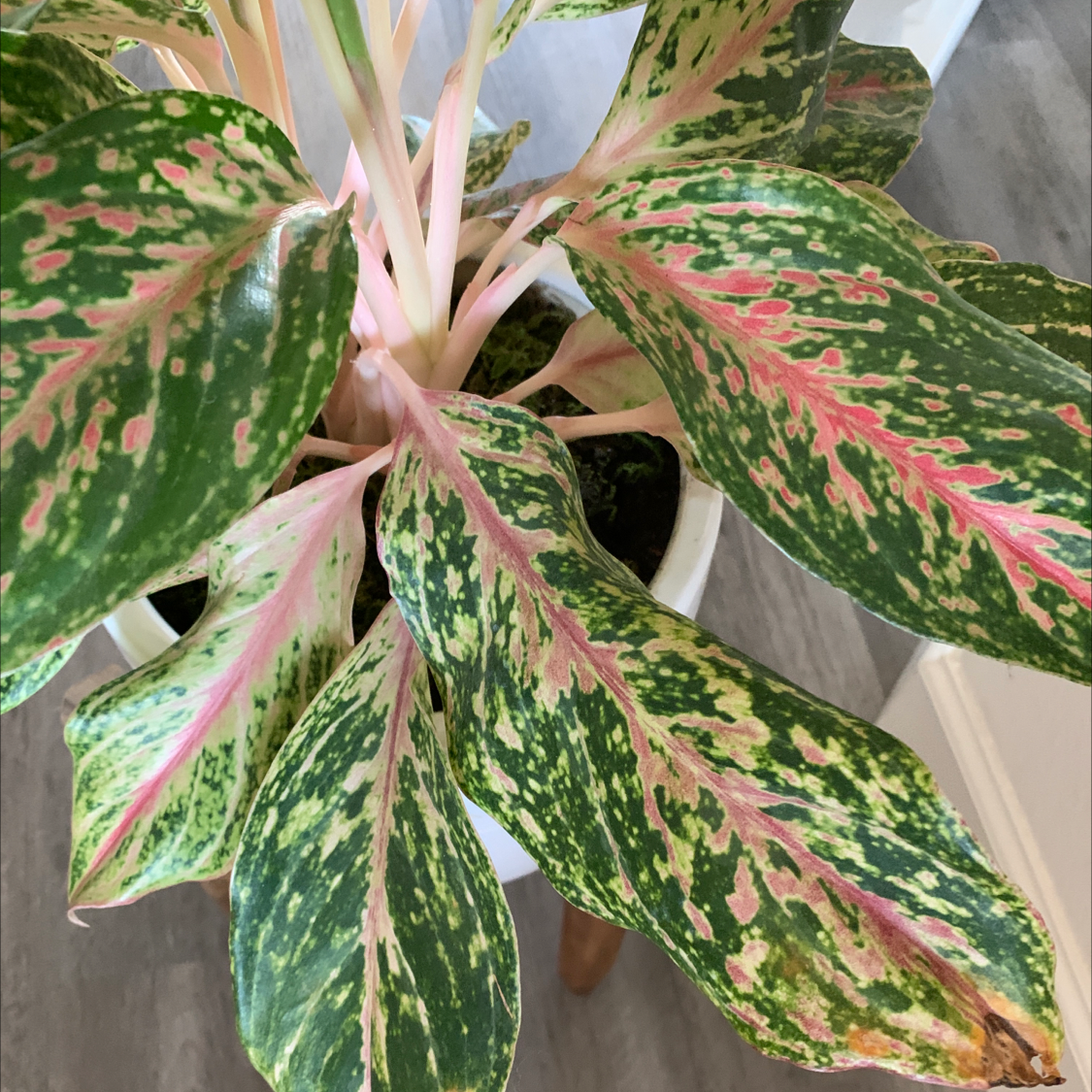 Your plant | A plant by Yecenia on Greg