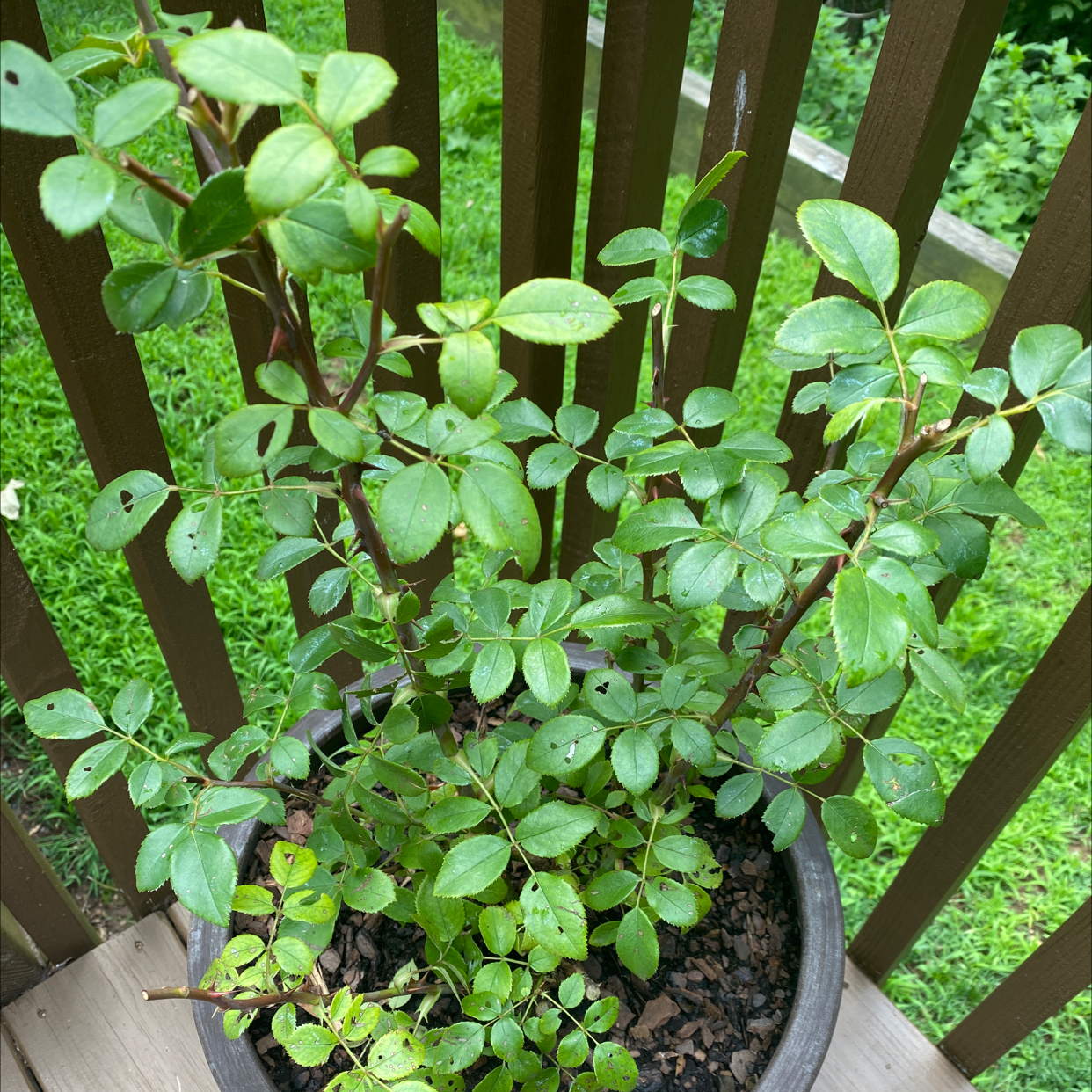 10 Benefits of Having a Multiflora Rose