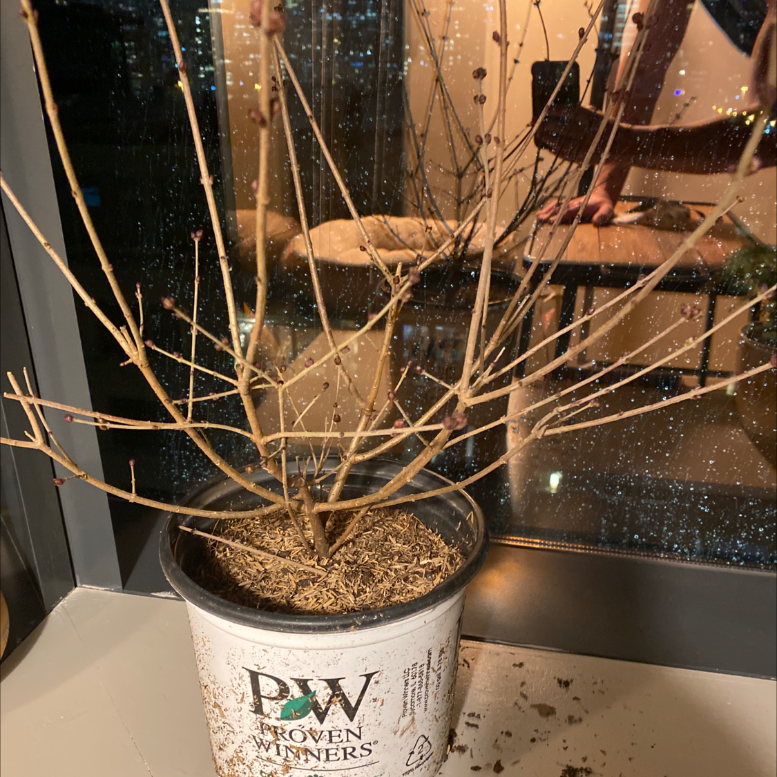 🌞 Year-round Light Requirements For Your Olive Tree