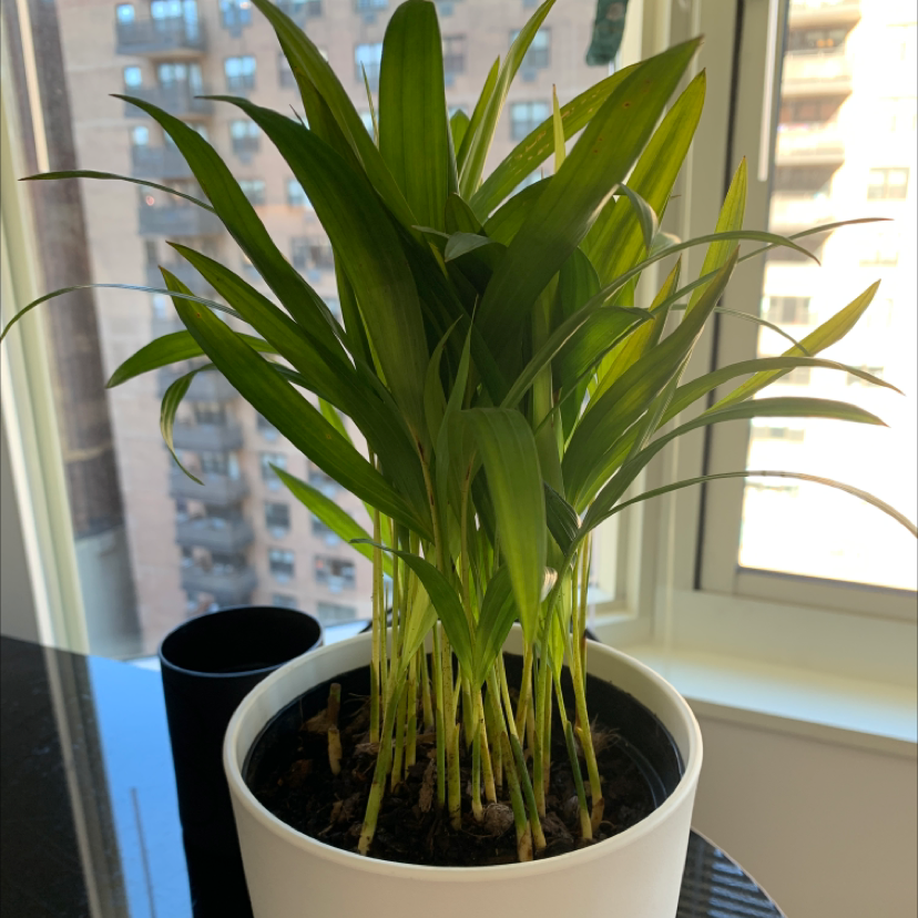 What Temperature Should My Areca Palm Be Kept At?