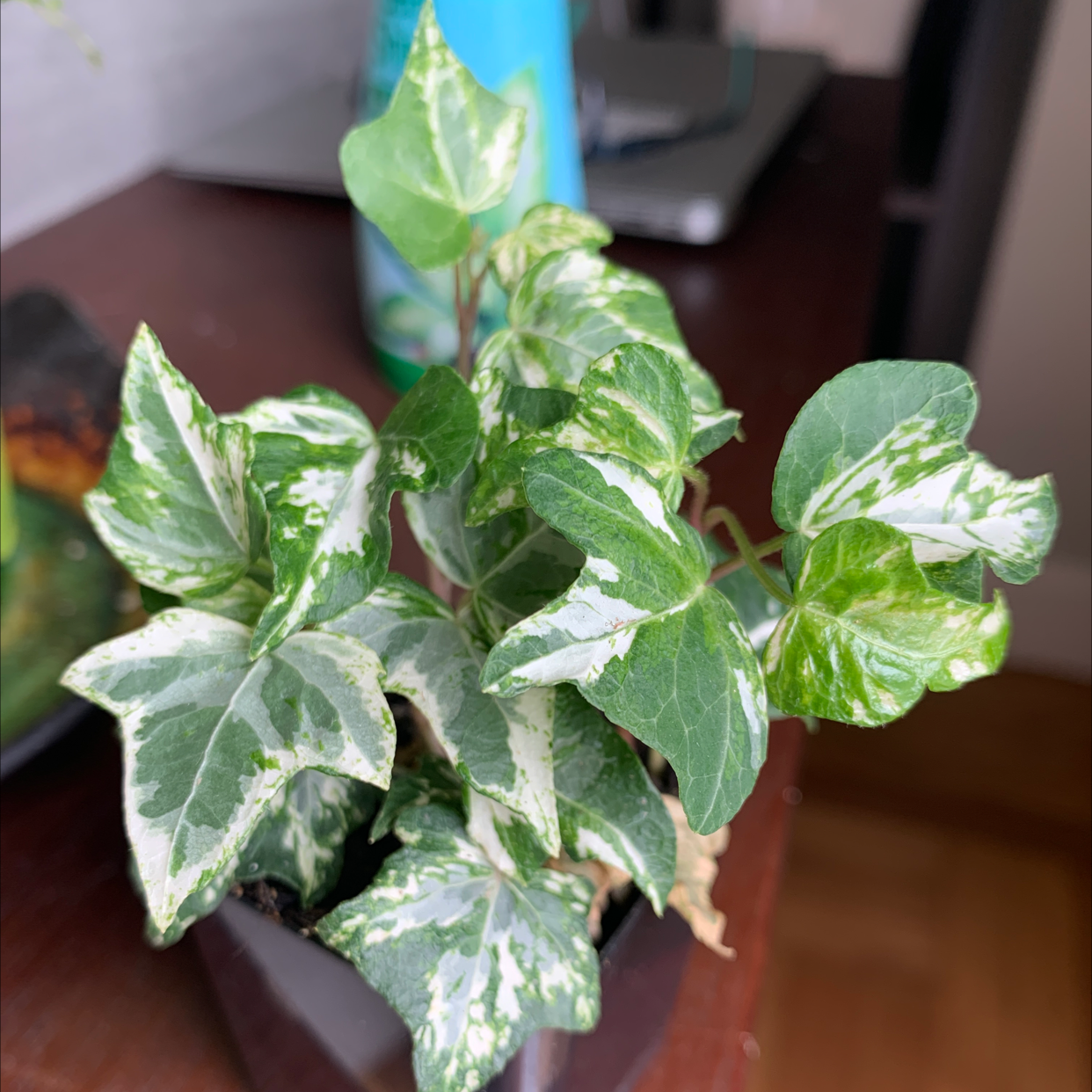Grover | A plant by Colleen on Greg