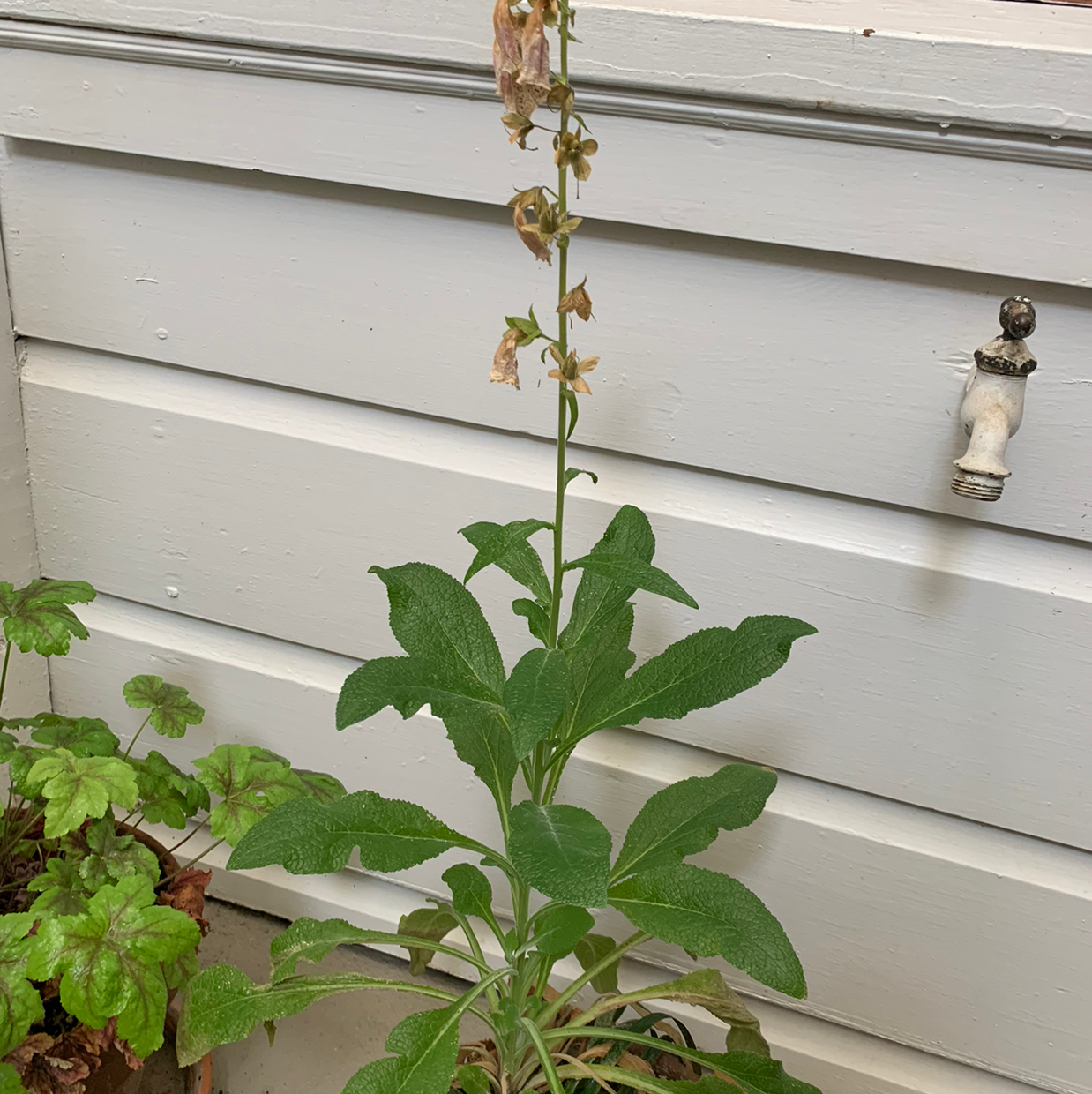 Common Foxglove Root Rot Solutions