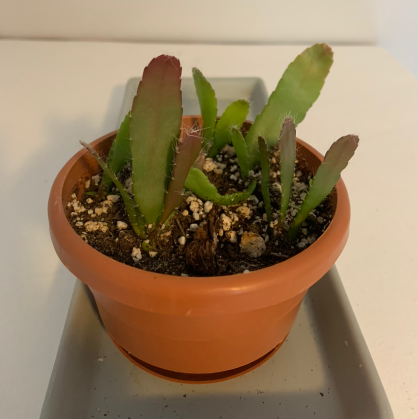 Red Mistletoe Cactus Plant Care: Water, Light, Nutrients | Greg App 🌱