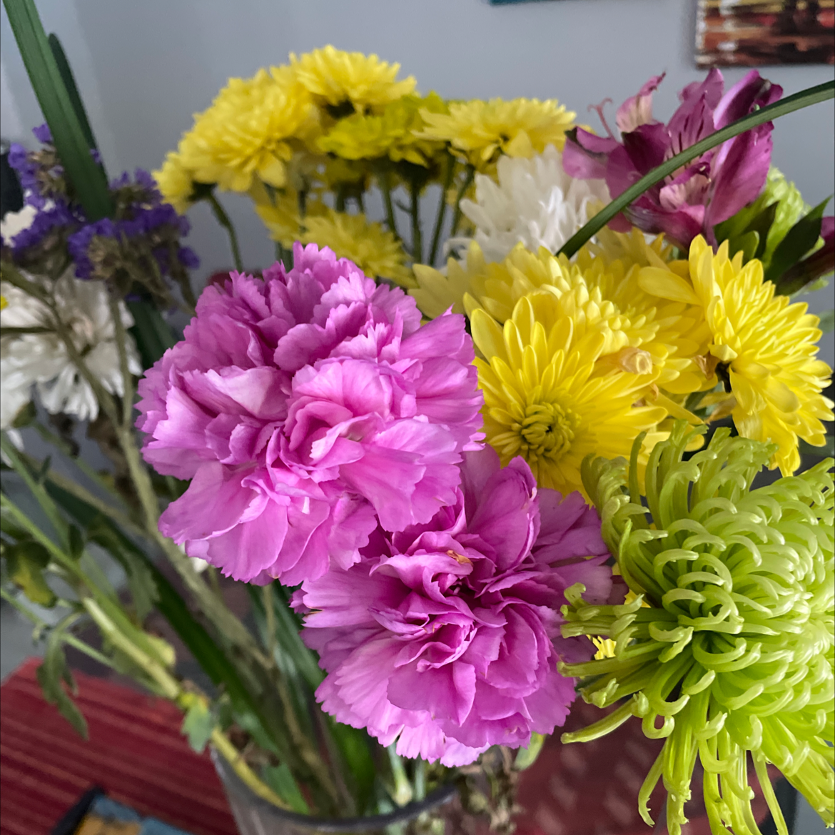 10 Advantages of Having a Border Carnation